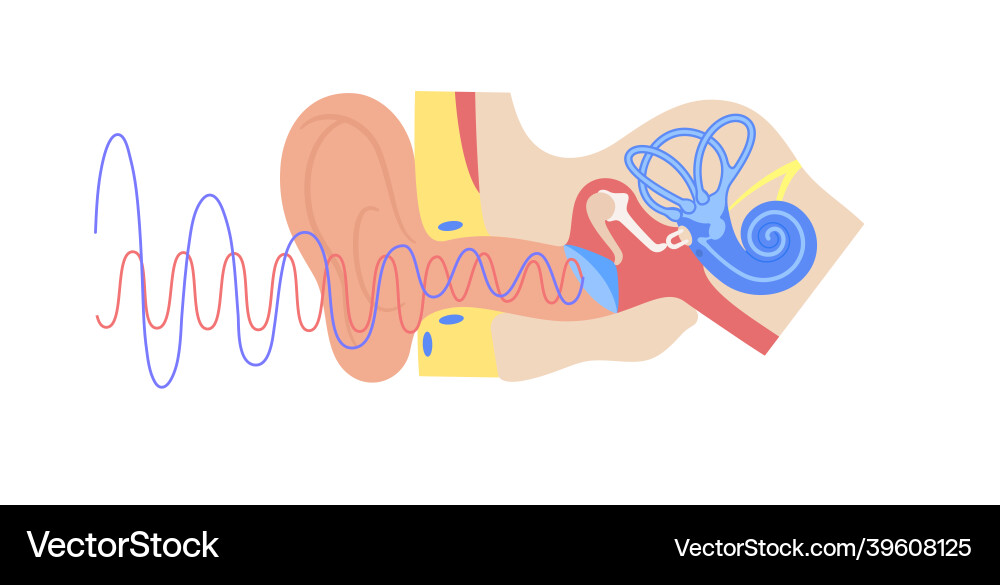 Ear Anatomy and Hearing System Royalty Free Vector Image