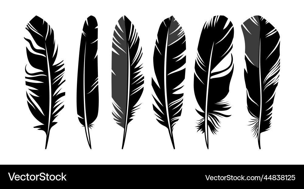 Six Bird Feather Collection Royalty Free Vector Image