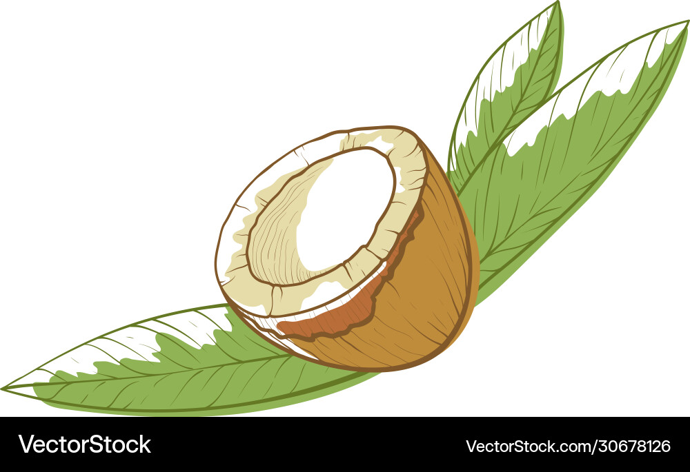 Coconut in a open shell icon organic nutrition Vector Image