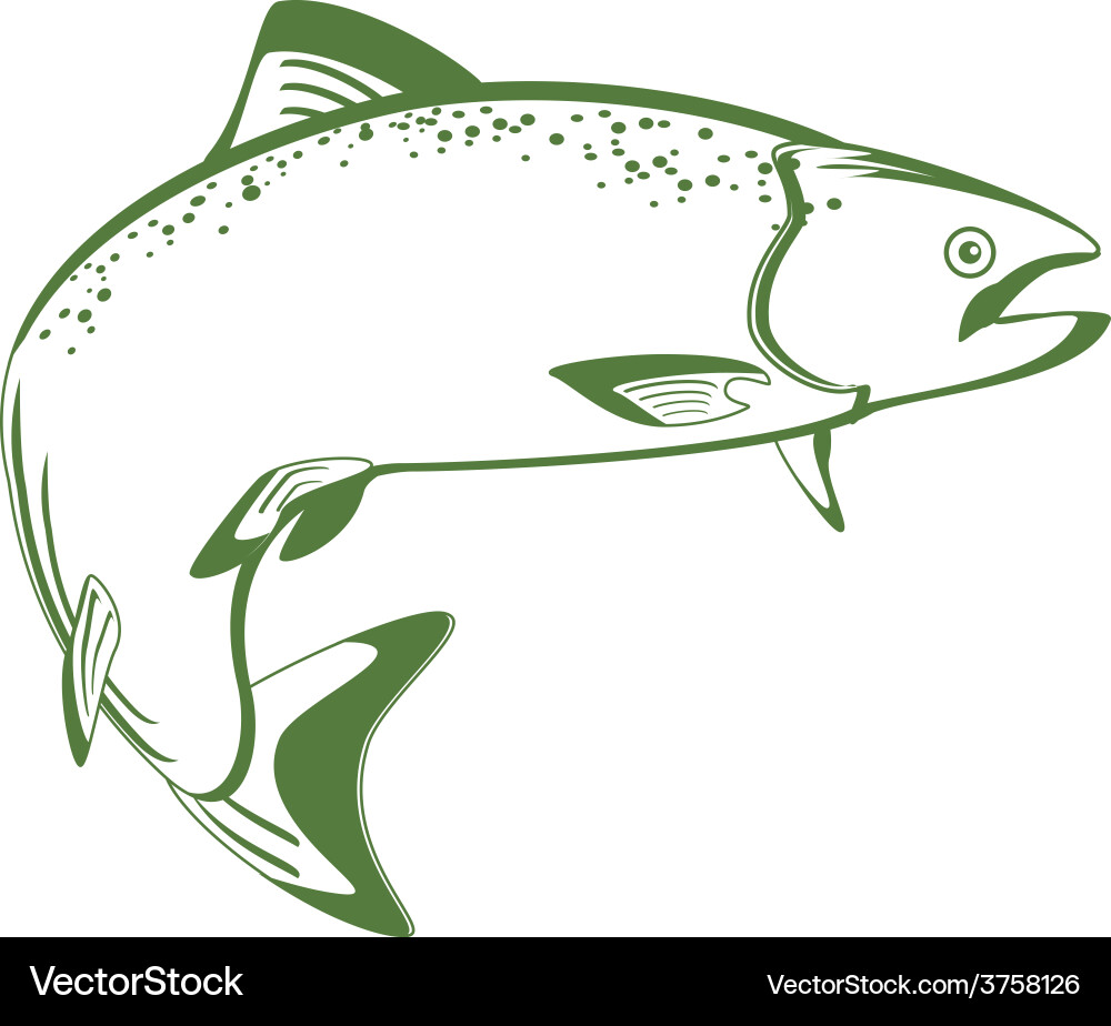 Salmon fish Royalty Free Vector Image - VectorStock