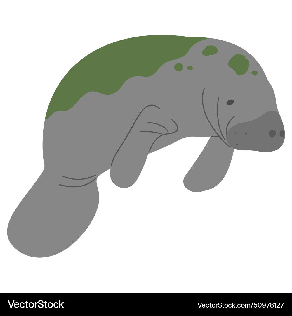 Manatee single 9 Royalty Free Vector Image - VectorStock