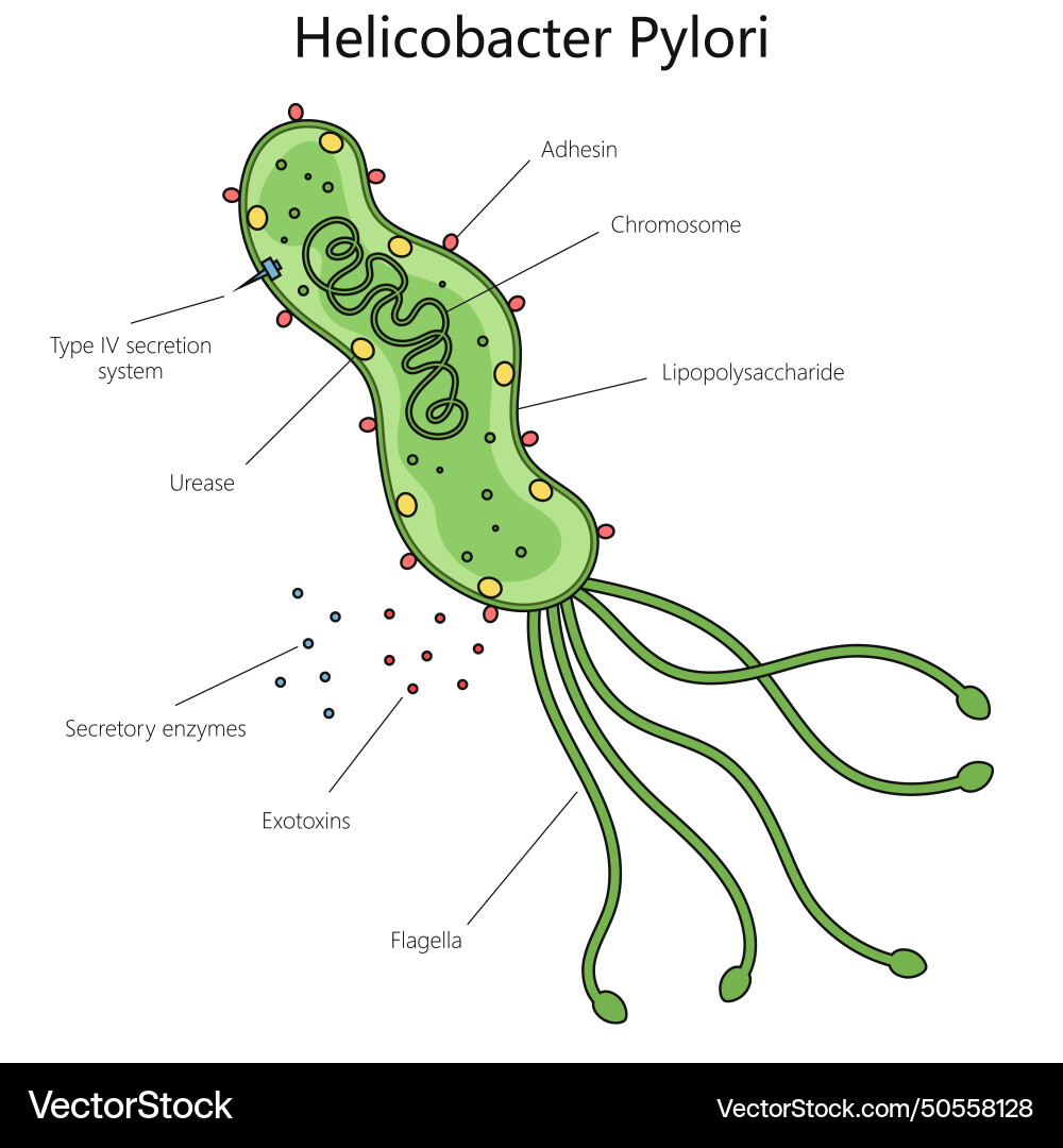 Helicobacter pylori diagram medical science Vector Image