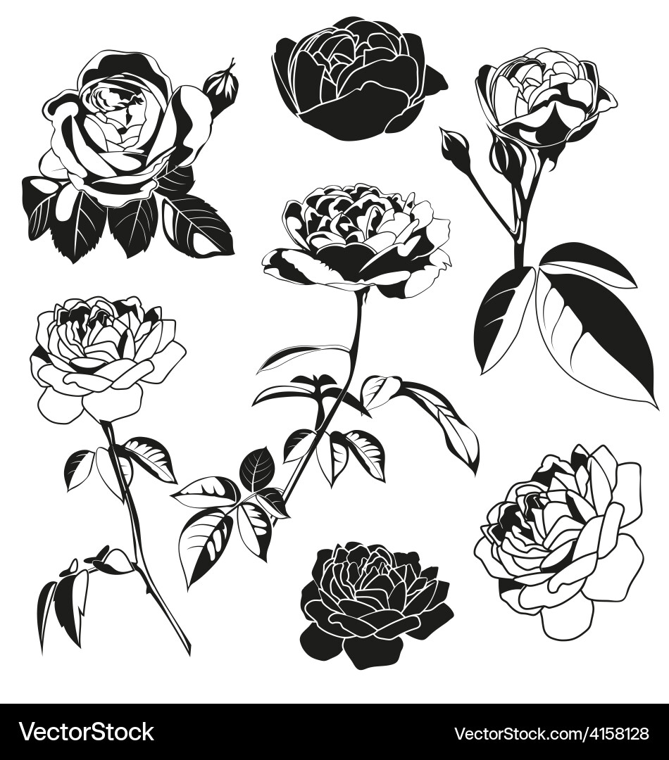 Rose Royalty Free Vector Image - VectorStock