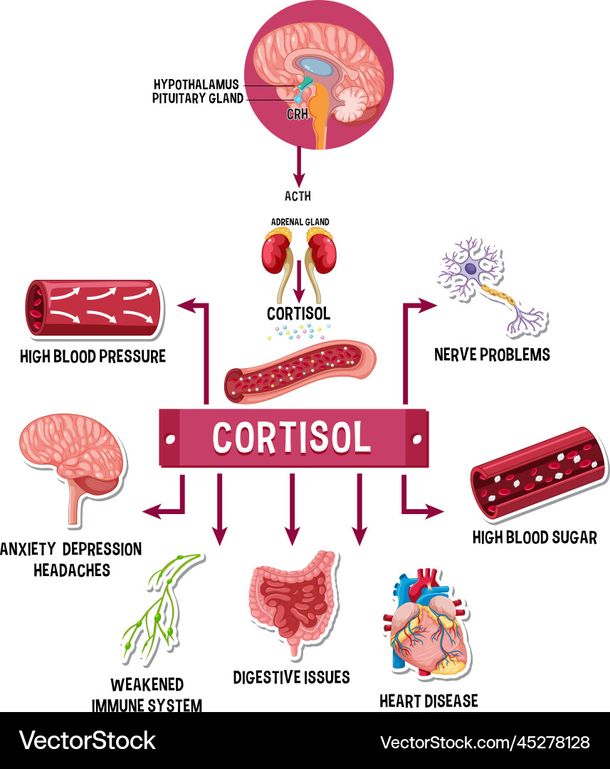 Stress cortisol system scheme Royalty Free Vector Image