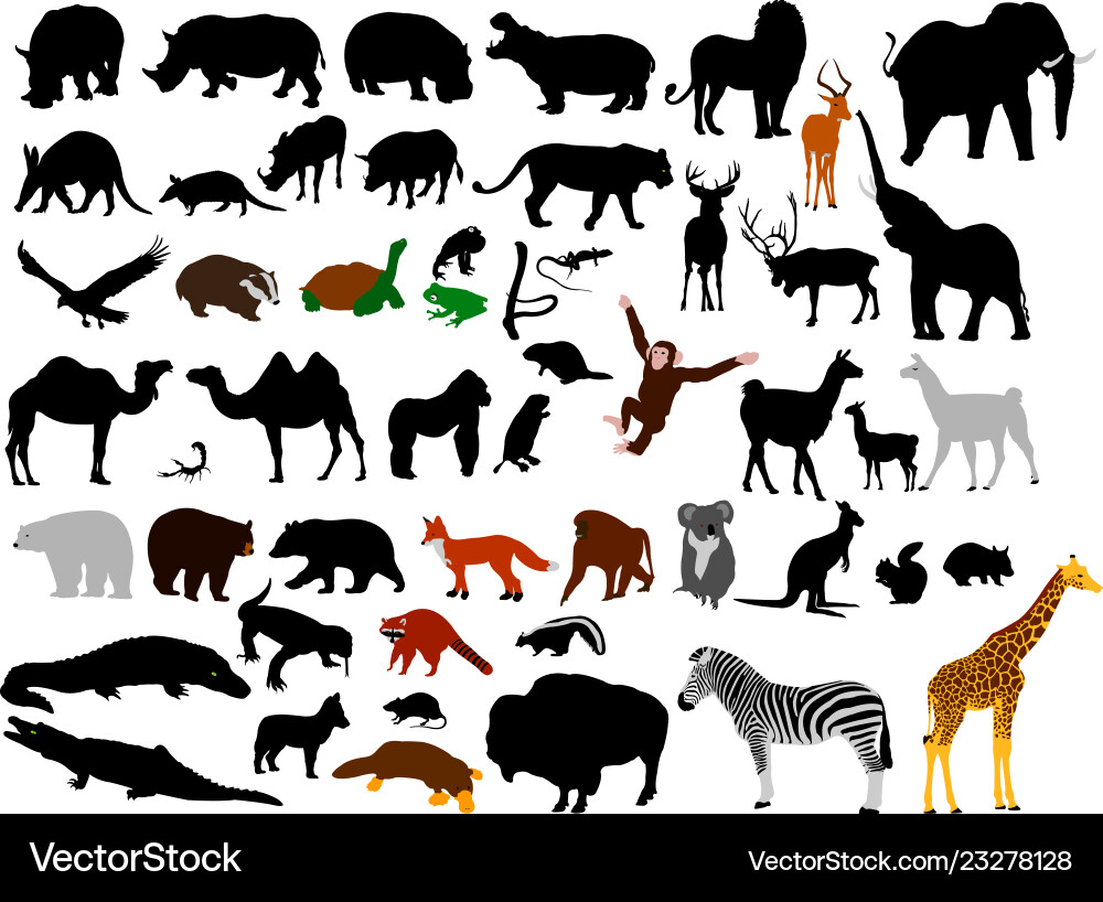 Wild animals Royalty Free Vector Image - VectorStock