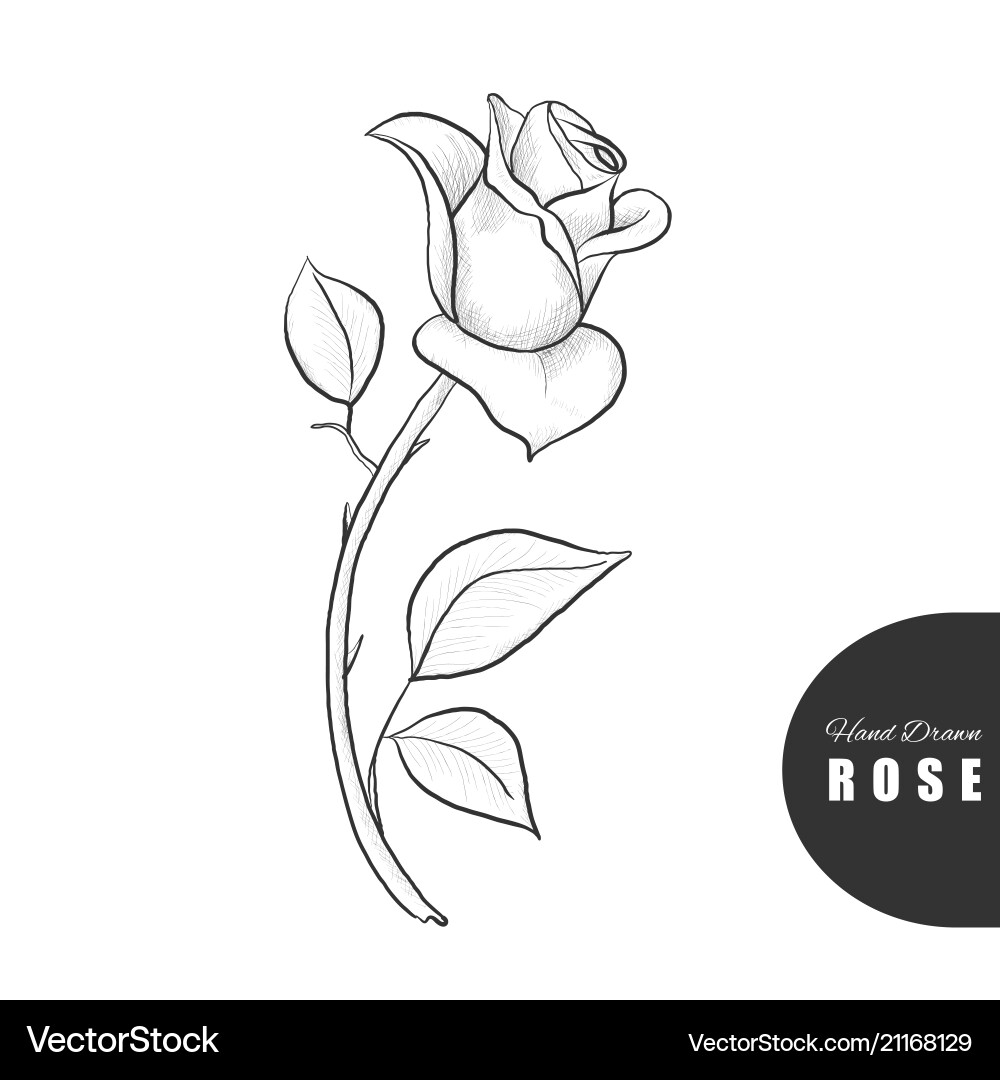 Beautiful hand drawn rose Royalty Free Vector Image