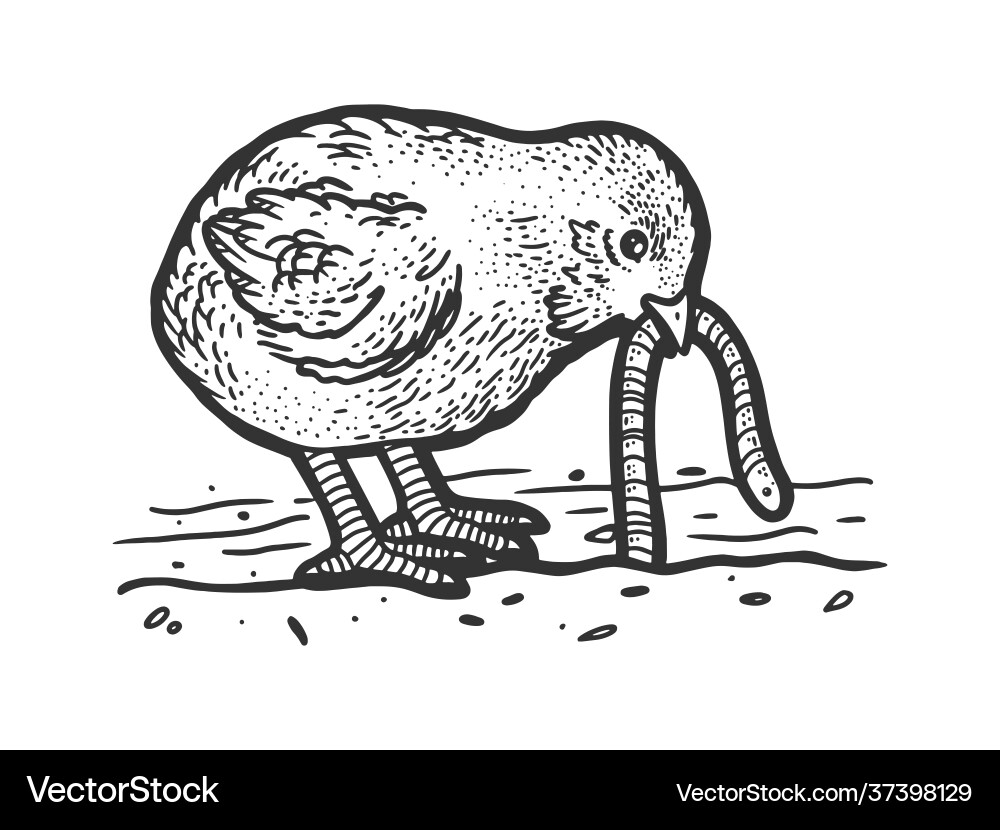 Chicken pulls worm sketch Royalty Free Vector Image