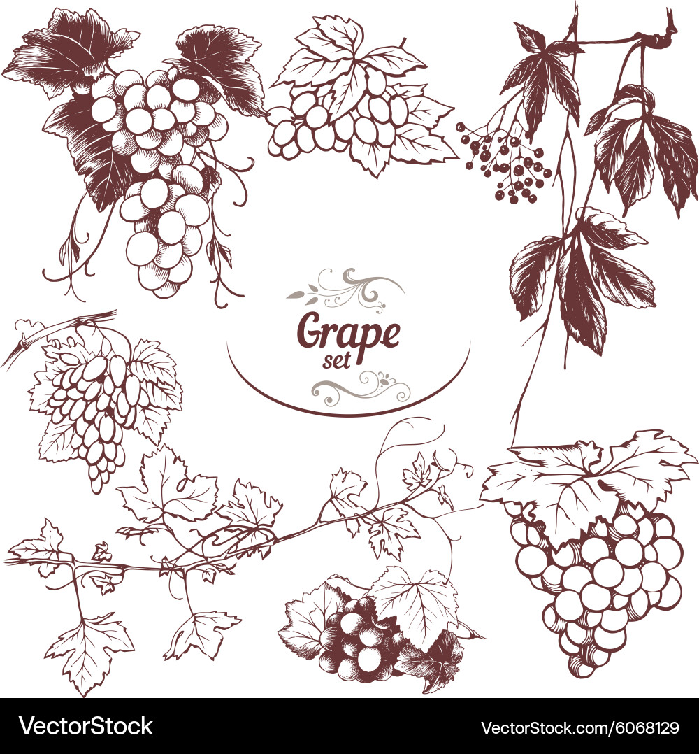 Grape Royalty Free Vector Image - VectorStock