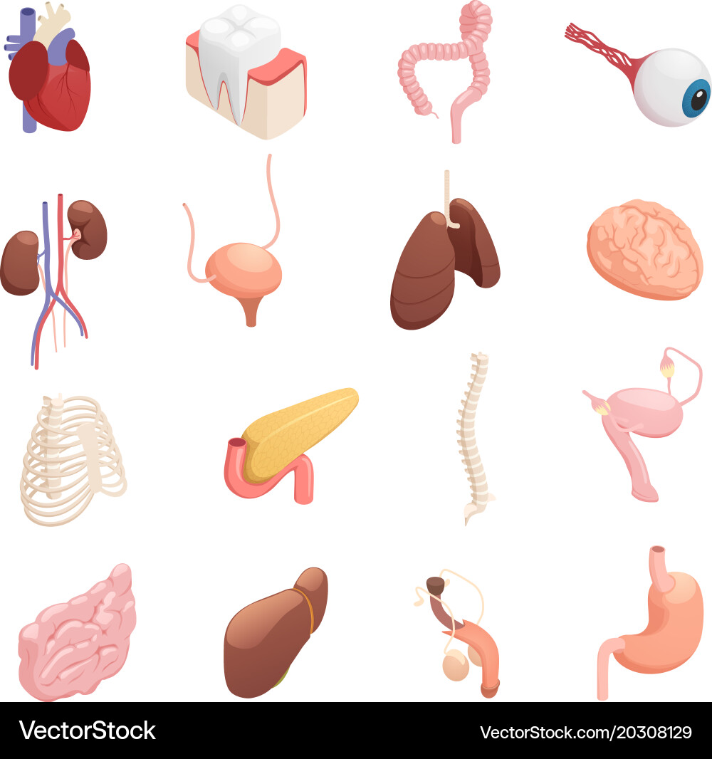 Human Organ Anatomy Icons Royalty Free Vector Image
