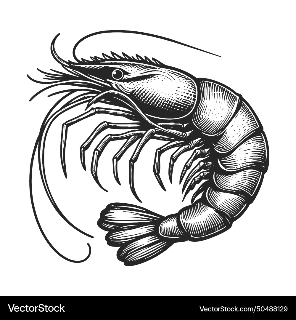 Shrimp sea animal sketch Royalty Free Vector Image
