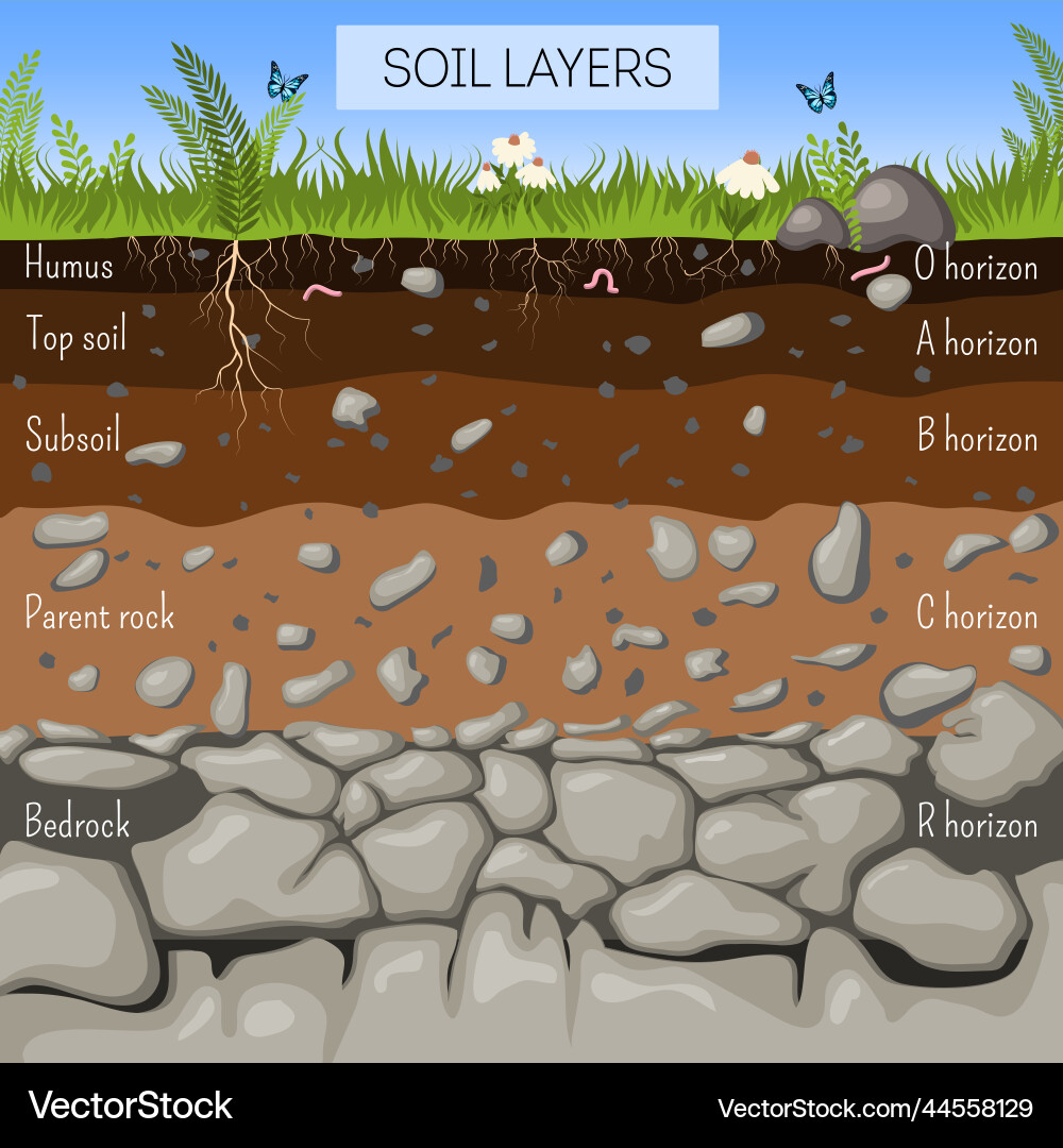 Soil layers diagram with grass earth texture Vector Image