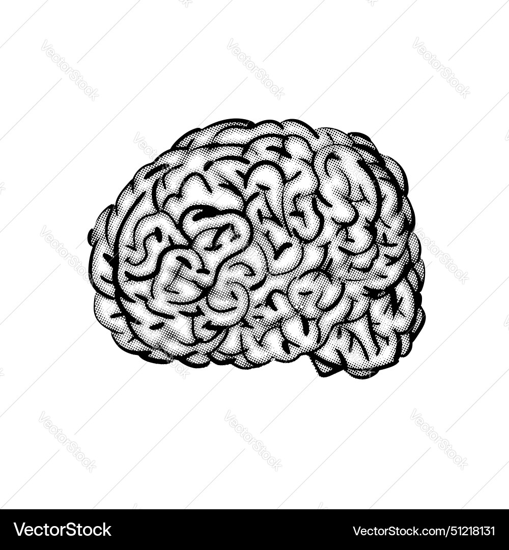 Brain hand drawing isolated brains engraving Vector Image