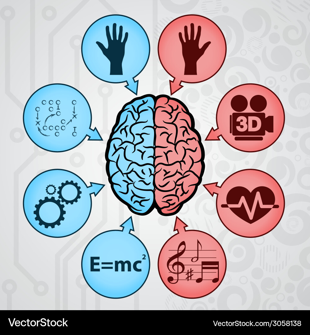 Human brain Royalty Free Vector Image - VectorStock