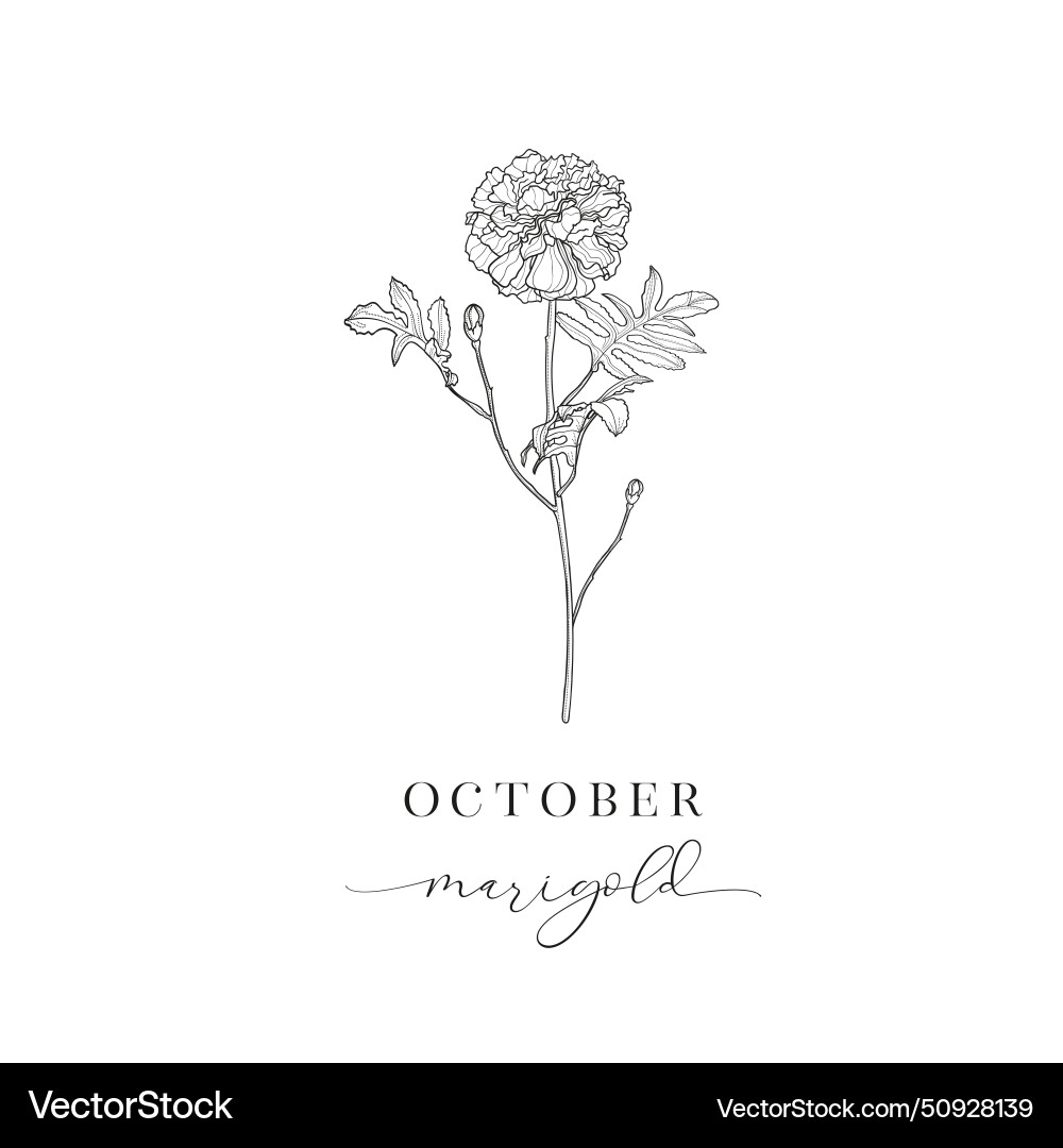 Marigold october hand drawn birth flowers Vector Image