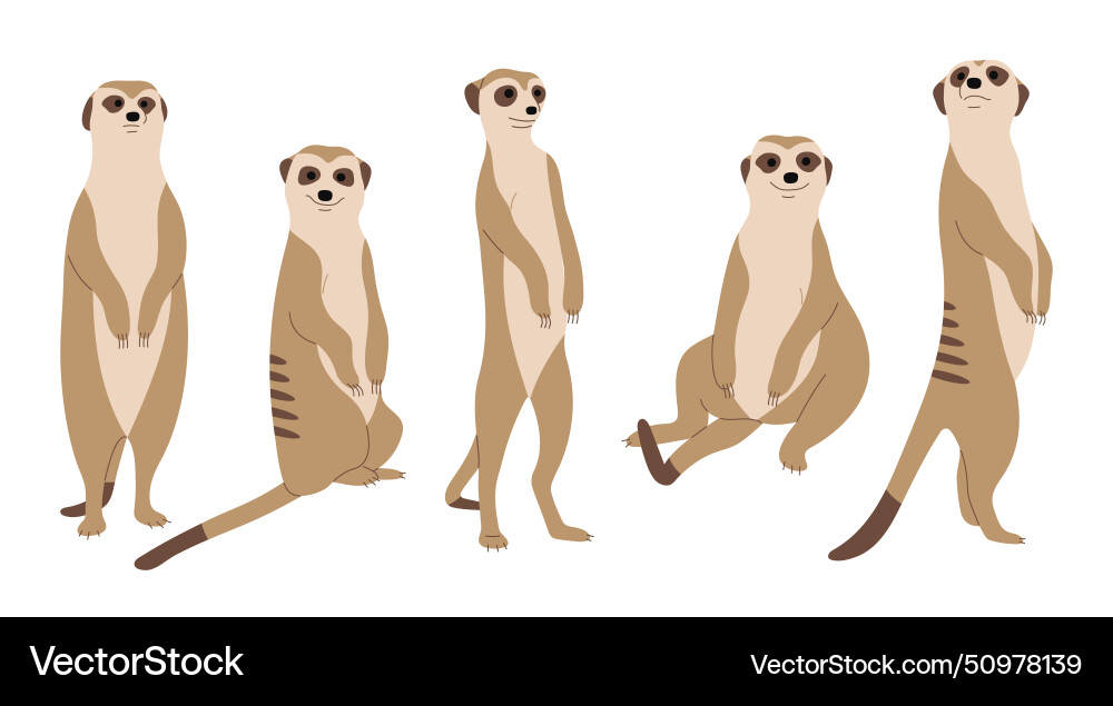 Meerkat 2 Royalty Free Vector Image - VectorStock