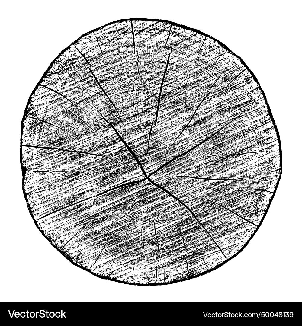 Wood texture cross section of tree rings Vector Image