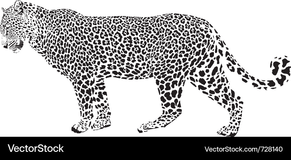 Leopard Royalty Free Vector Image - VectorStock
