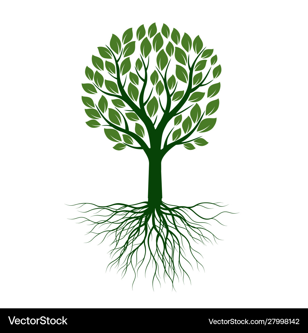Green tree with leaves and roots outline Vector Image
