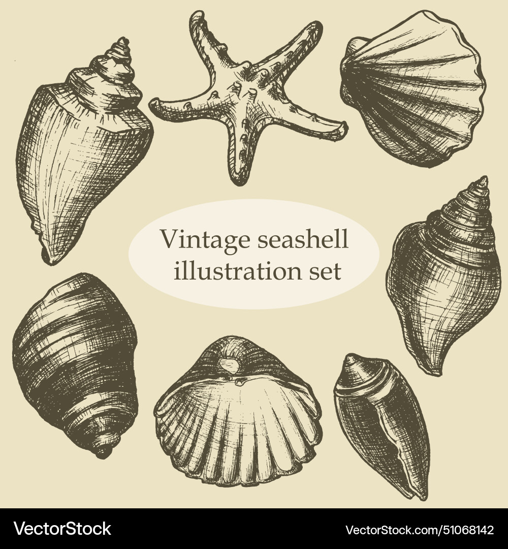 Vintage seashell sketch draft set Royalty Free Vector Image