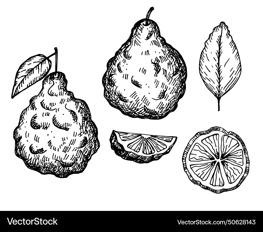 Bergamot engraved sketch ink hand drawn Royalty Free Vector