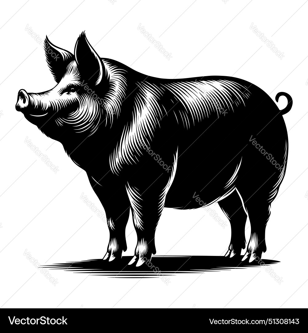 Pig monochrome clip art Royalty Free Vector Image