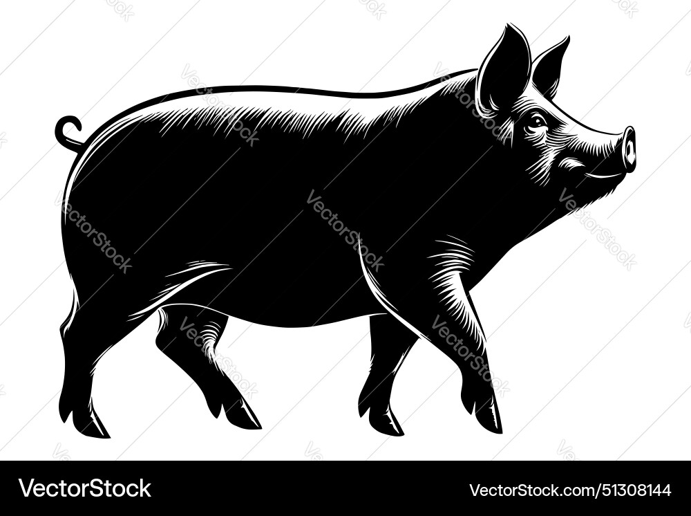 Pig walking monochrome clip art Royalty Free Vector Image