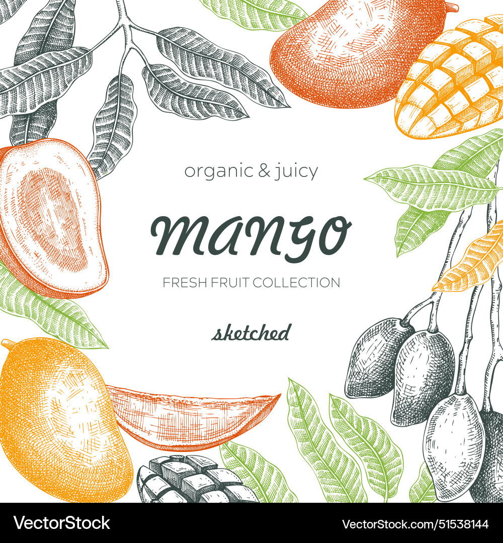 Summer background tropical fruit frame ripe mango Vector Image