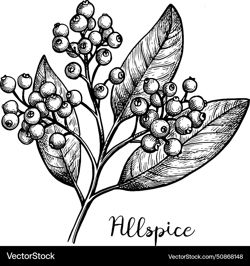 Allspice branch ink sketch Royalty Free Vector Image