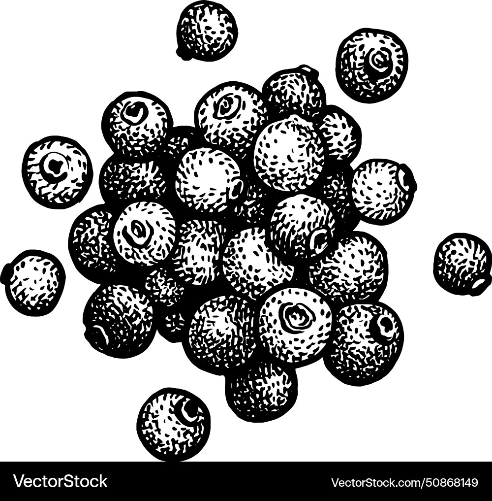 Allspice ink sketch Royalty Free Vector Image - VectorStock