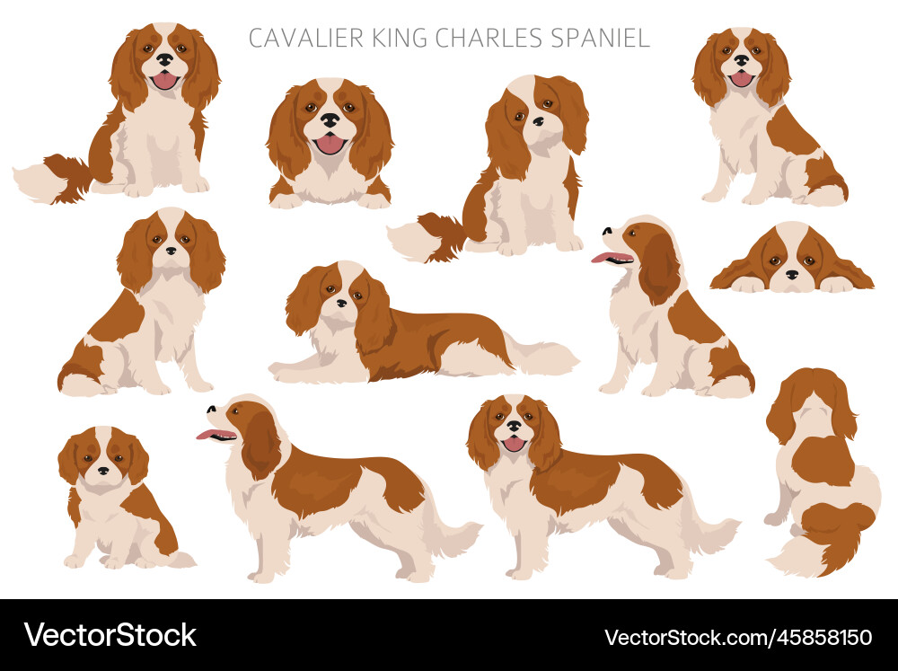 Cavalier king charles spaniel clipart all coat Vector Image
