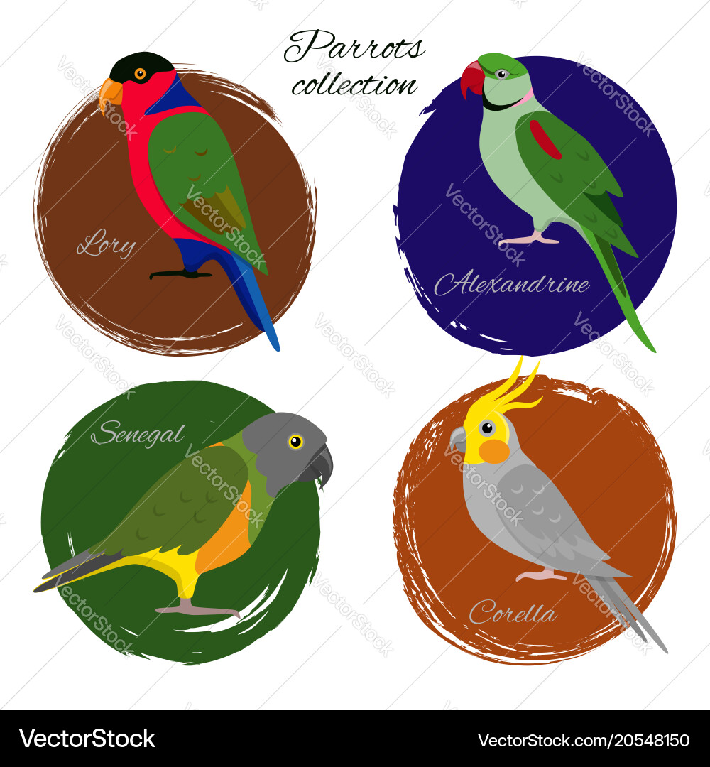 Colorful parrot icon set Royalty Free Vector Image