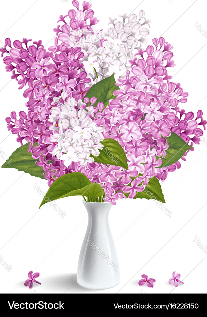 Lilac Royalty Free Vector Image - VectorStock