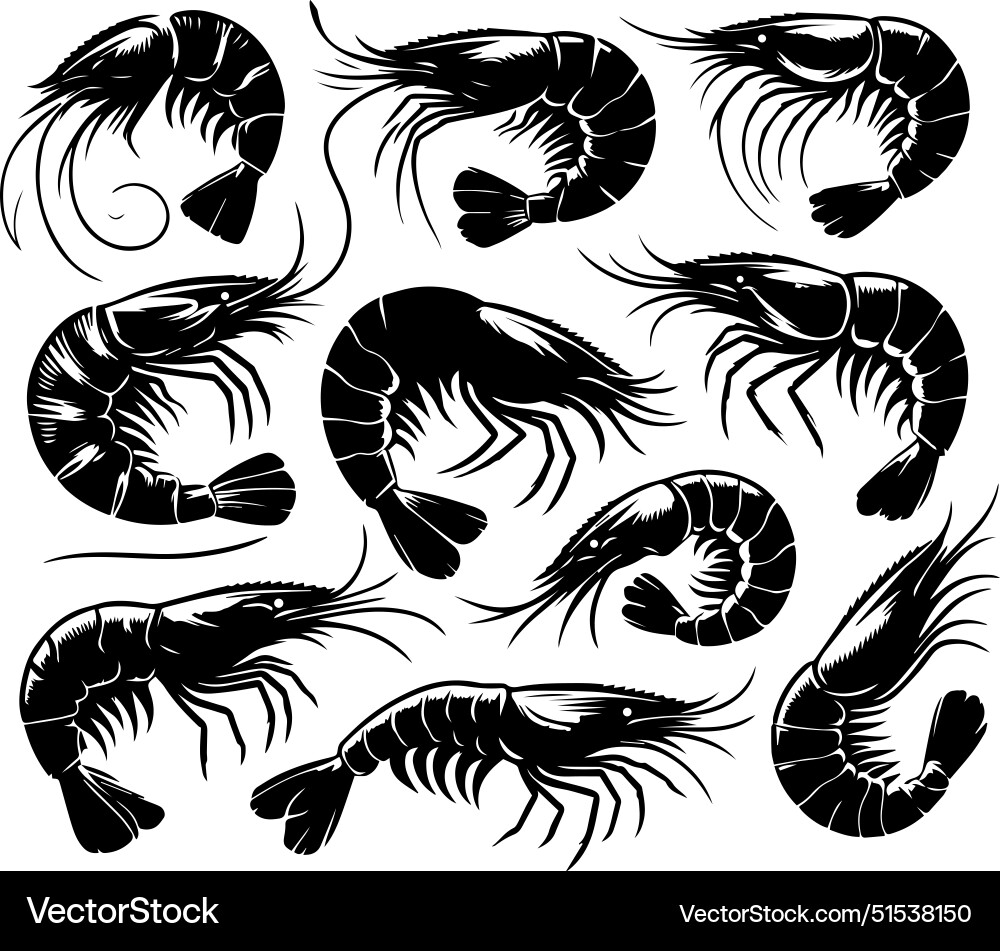 Shrimp - shrimp - shrimp Royalty Free Vector Image