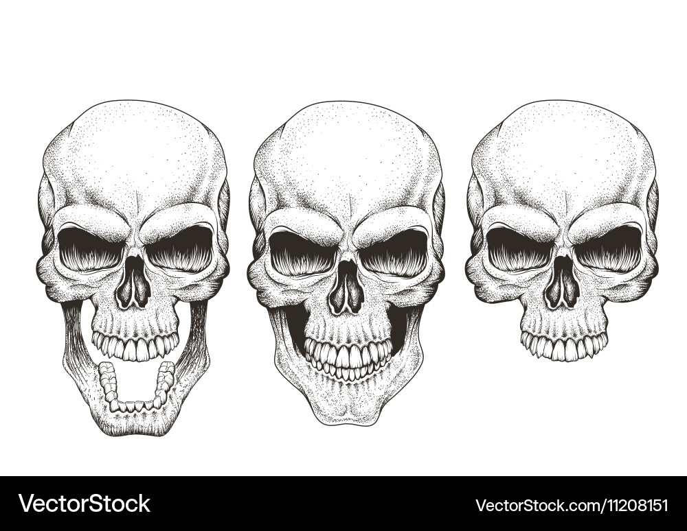 Multiple Skull Portraits Royalty Free Vector Image