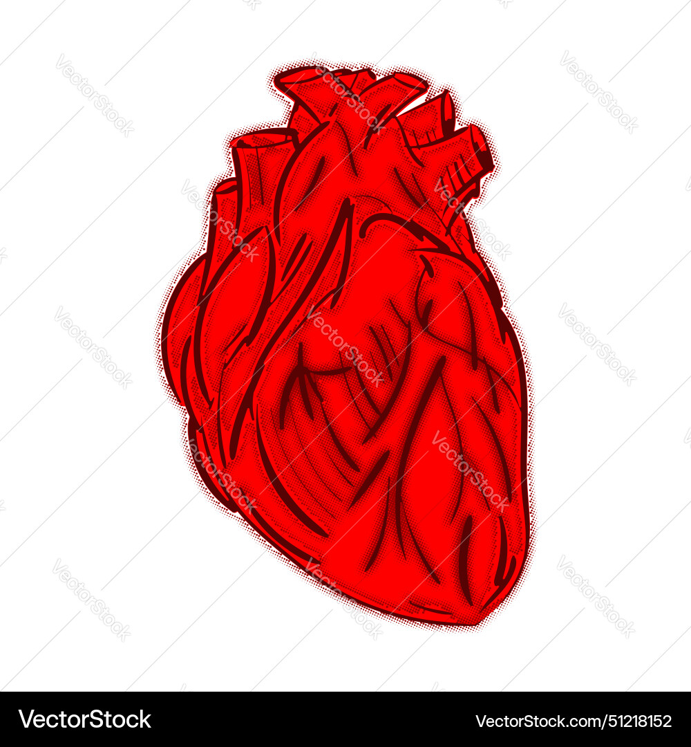 Anatomical heart hand drawing isolated Royalty Free Vector Anatomical heart hand drawing isolated Royalty Free Vector