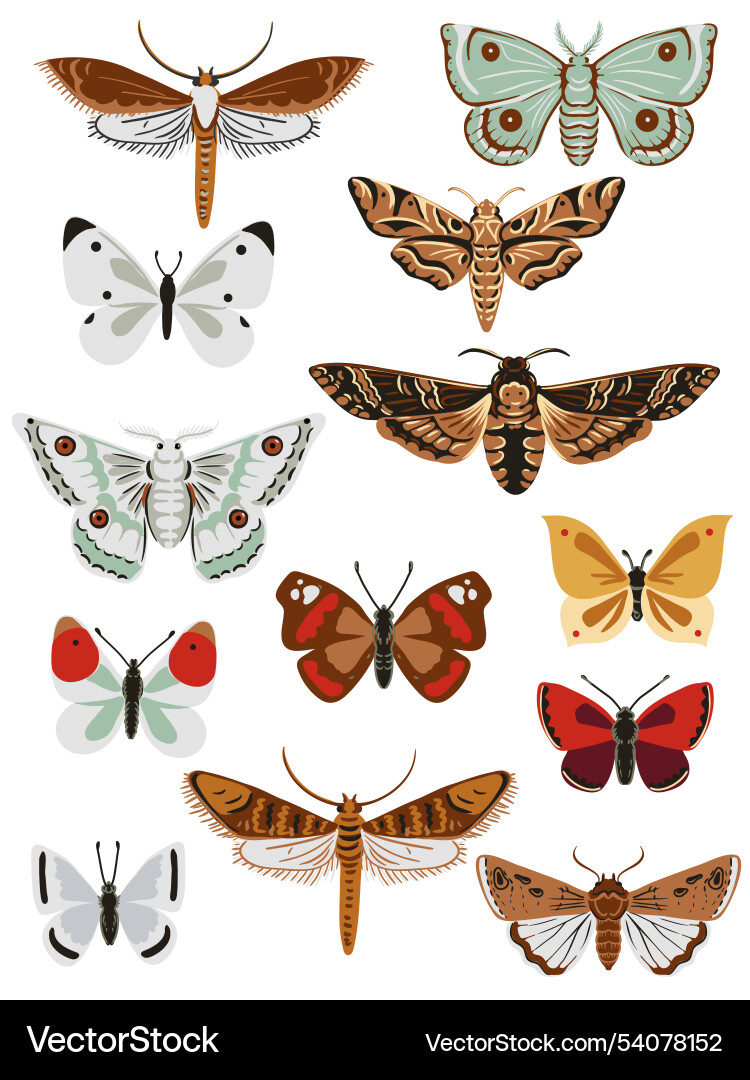 Drawing set of butterflies Royalty Free Vector Image