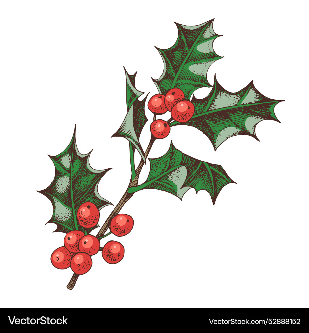 Holly berry colorful branch Royalty Free Vector Image