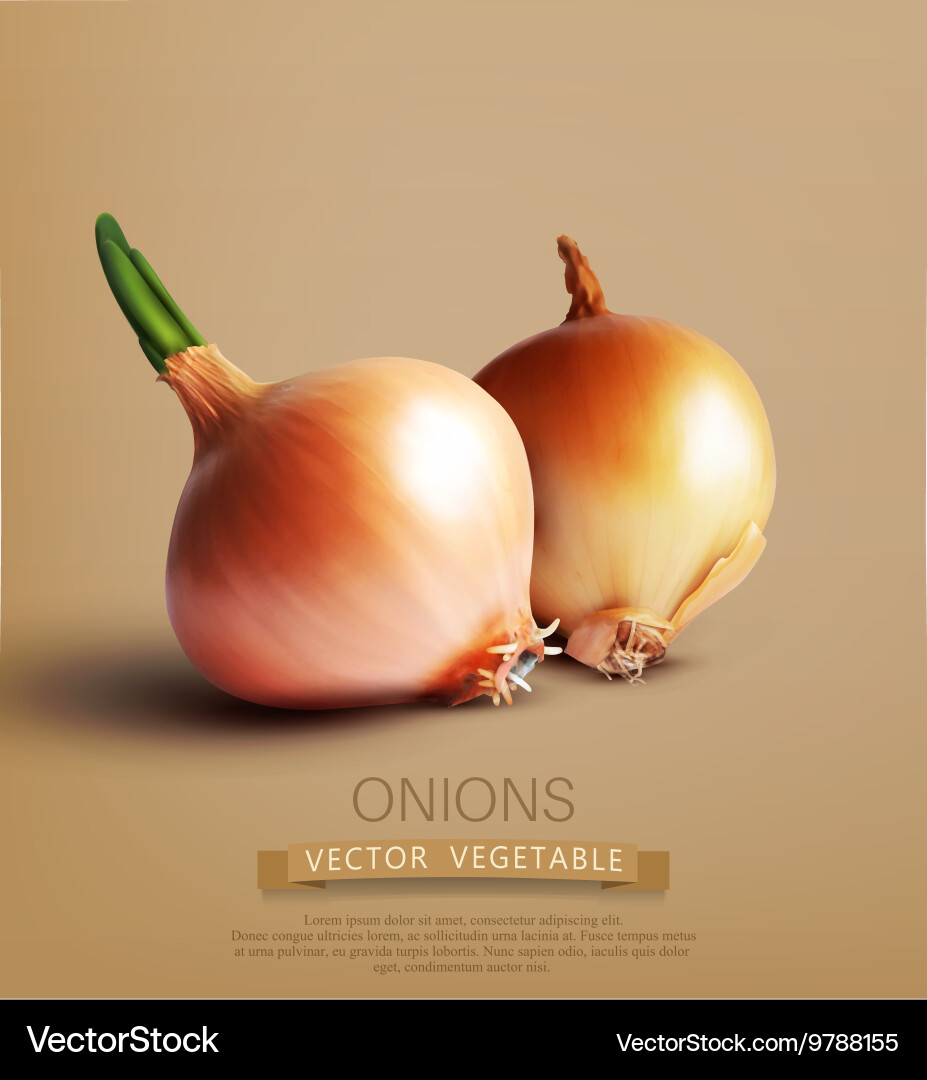 Two onions Royalty Free Vector Image - VectorStock