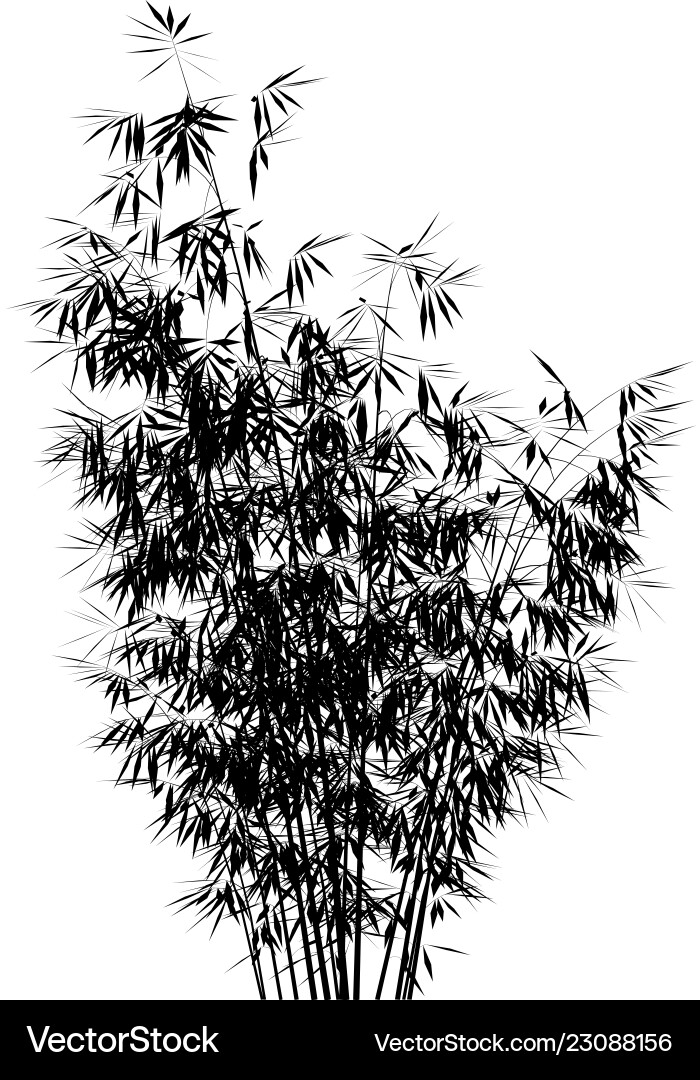 Bamboo Royalty Free Vector Image - VectorStock