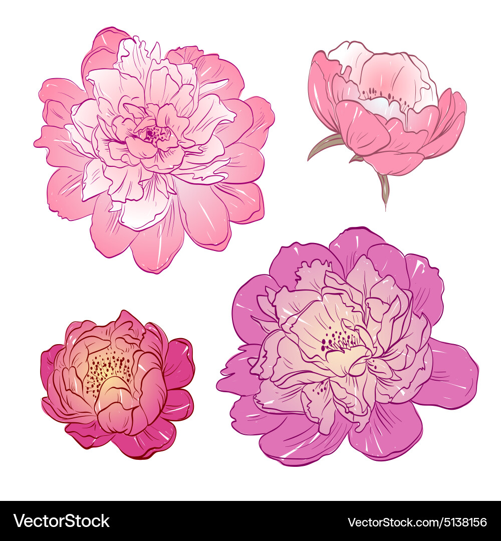 Isolated Peony Flower Set Royalty Free Vector Image