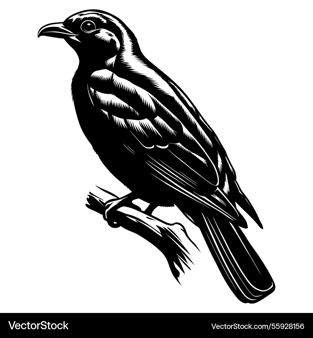 Quetzal bird silhouette Royalty Free Vector Image