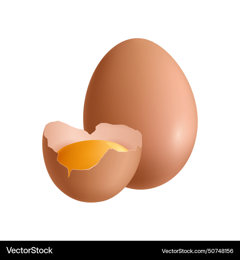 Realistic egg Royalty Free Vector Image - VectorStock