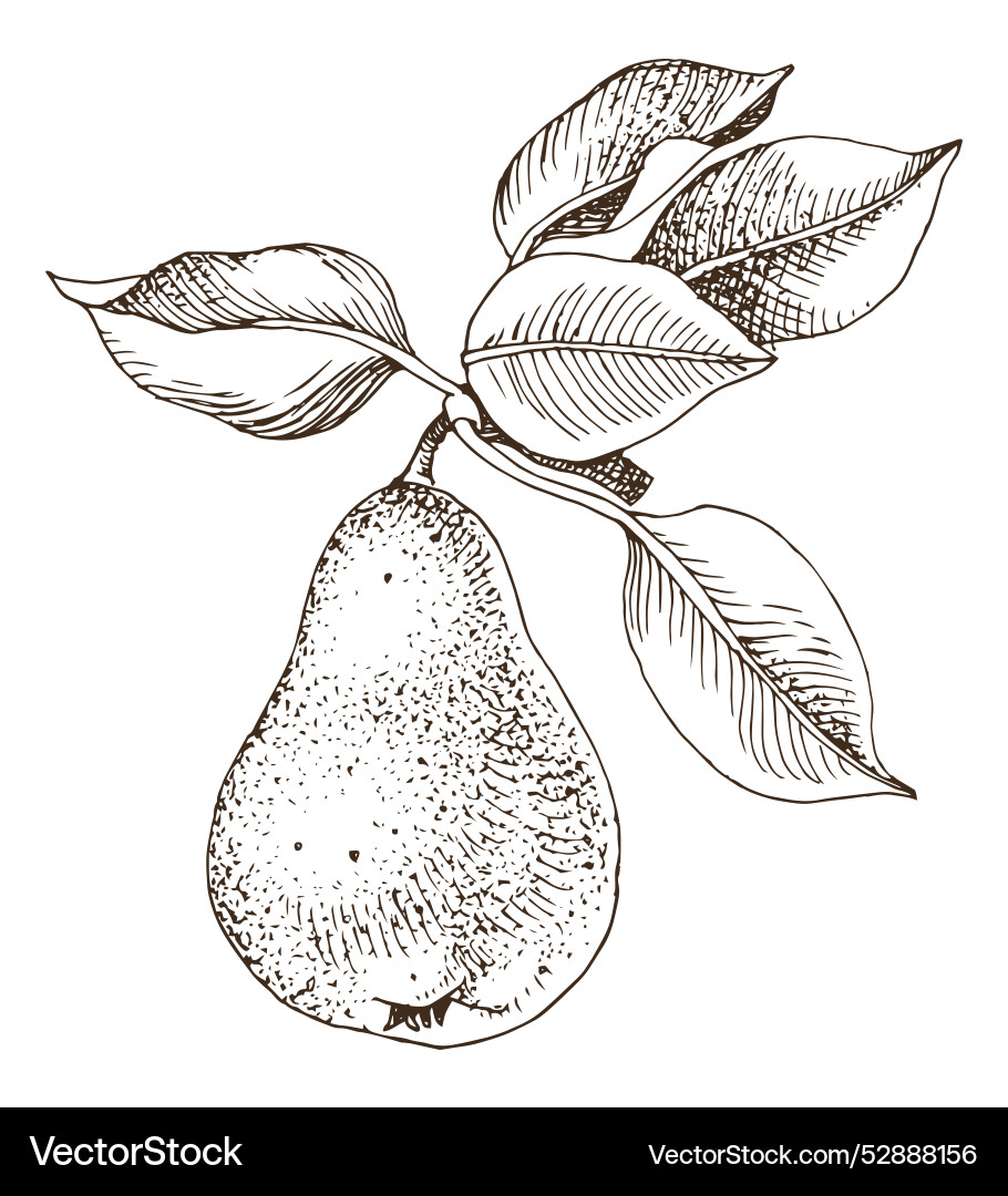 Ripe pear with leaves Royalty Free Vector Image