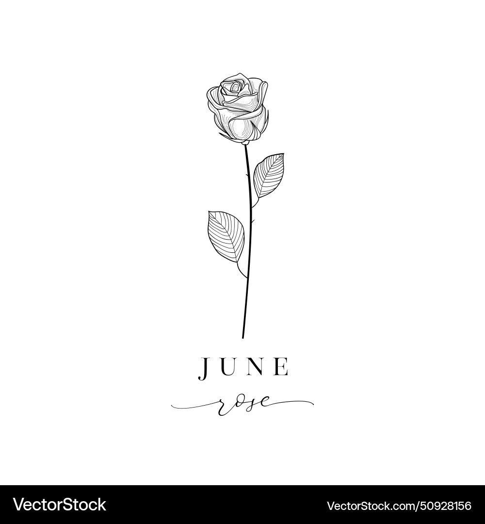 Rose june hand drawn birth flowers Royalty Free Vector Image
