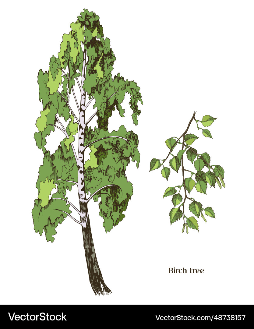 Hand drawn birch tree and branch Royalty Free Vector Image