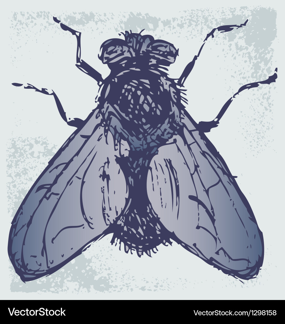 Black flies Royalty Free Vector Image - VectorStock