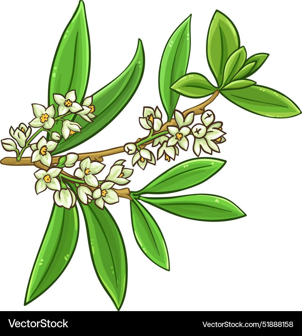 Olive branch colored detailed Royalty Free Vector Image Olive branch colored detailed Royalty Free Vector Image