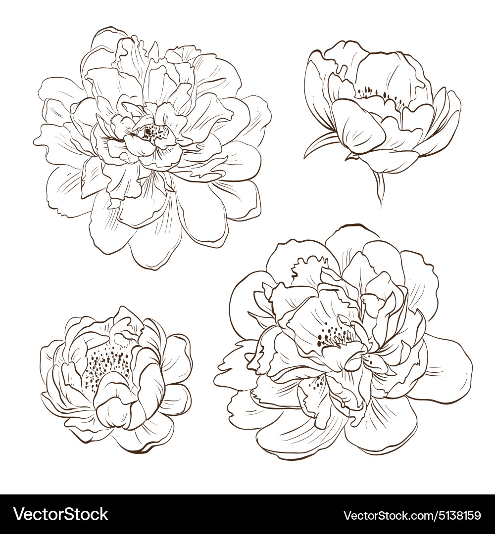 Set peony flowers isolated Royalty Free Vector Image