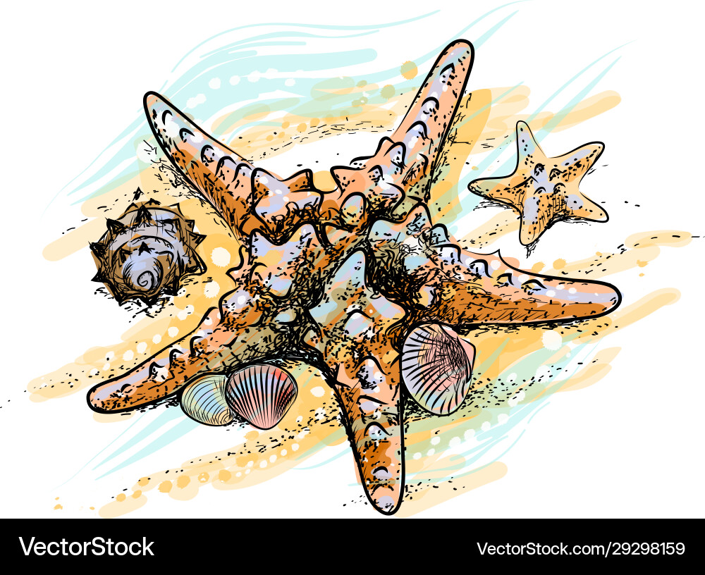 Starfish and shells on a summer beach in sand Vector Image