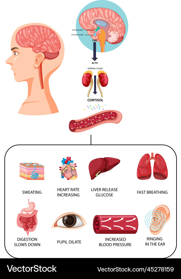 Stress response anatomical diagram with body inner